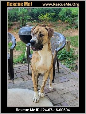 - Georgia Boxer Rescue - ADOPTIONS - Rescue Me!