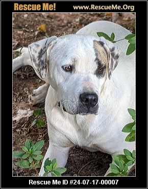 - Georgia Boxer Rescue - ADOPTIONS - Rescue Me!