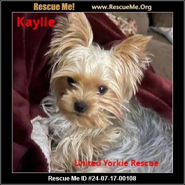 - Texas Yorkie Rescue - ADOPTIONS - Rescue Me!