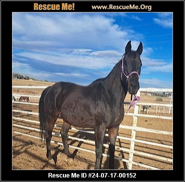 - Colorado Horse Rescue - ADOPTIONS - Rescue Me!