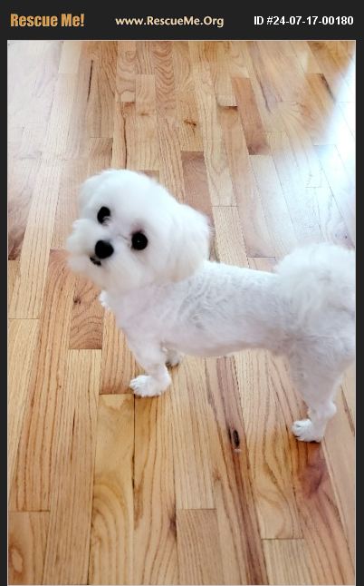 ADOPT 24071700180 ~ Maltese Rescue ~ Asheville, NC