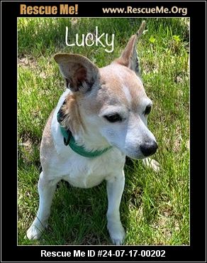 - Minnesota Dog Rescue - ADOPTIONS - Rescue Me!