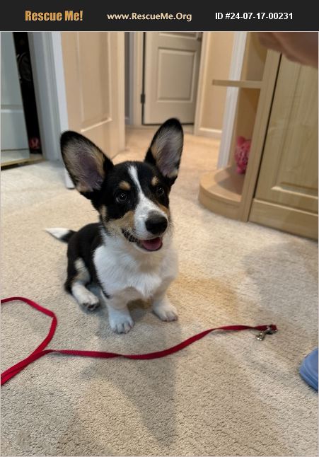 ADOPT 24071700231 ~ Corgi Rescue ~ Fremont, CA