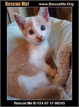 - Wisconsin Cat Rescue - ADOPTIONS - Rescue Me!