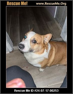 - California Corgi Rescue - ADOPTIONS - Rescue Me!