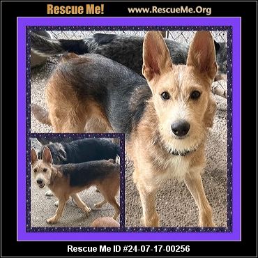 - Washington Dog Rescue - ADOPTIONS - Rescue Me!