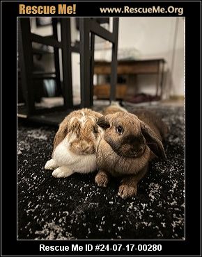 - Pennsylvania Rabbit Rescue - ADOPTIONS - Rescue Me!