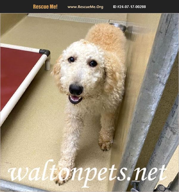 ADOPT 24071700288 ~ Poodle Rescue ~ Monroe, GA