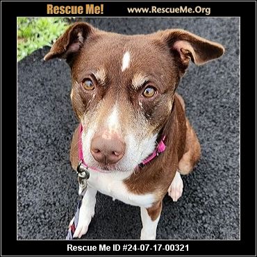 - Washington Dog Rescue - ADOPTIONS - Rescue Me!