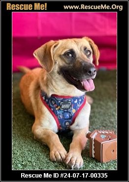 - California Corgi Rescue - ADOPTIONS - Rescue Me!