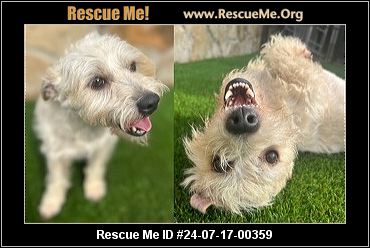 - Texas Scottish Terrier Rescue - ADOPTIONS - Rescue Me!