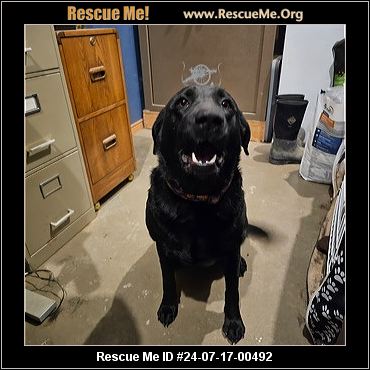 - Colorado Lab Rescue - ADOPTIONS - Rescue Me!