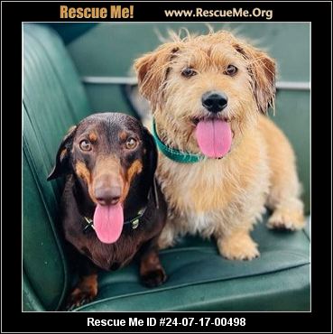 - Maine Dog Rescue - ADOPTIONS - Rescue Me!