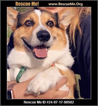 - California Corgi Rescue - ADOPTIONS - Rescue Me!