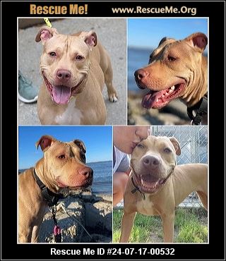 - Rhode Island Dog Rescue - ADOPTIONS - Rescue Me!