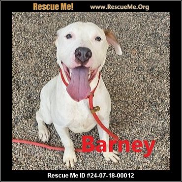 - Arizona Bull Terrier Rescue - ADOPTIONS - Rescue Me!