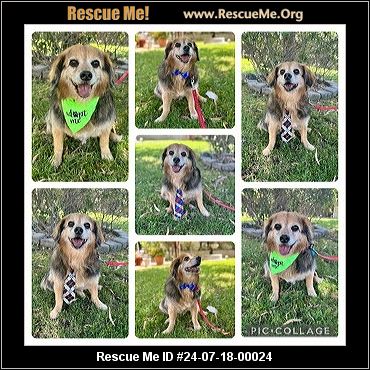 - California Corgi Rescue - ADOPTIONS - Rescue Me!