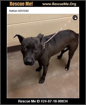 - North Carolina Pit Bull Rescue - ADOPTIONS - Rescue Me!