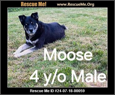 - Ohio Siberian Husky Rescue - ADOPTIONS - Rescue Me!