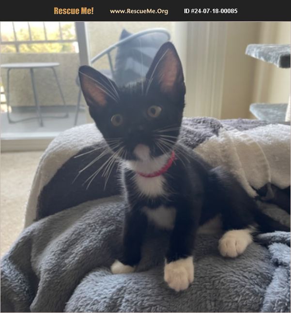 ADOPT 24071800085 ~ Domestic Cat Rescue ~ Los Angeles, CA