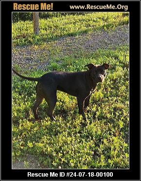 - Minnesota Dog Rescue - ADOPTIONS - Rescue Me!