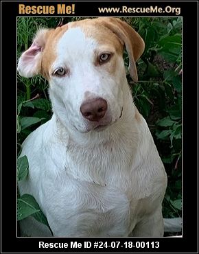 - Colorado Lab Rescue - ADOPTIONS - Rescue Me!