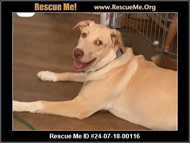 - Colorado Lab Rescue - ADOPTIONS - Rescue Me!