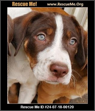 - Colorado Lab Rescue - ADOPTIONS - Rescue Me!