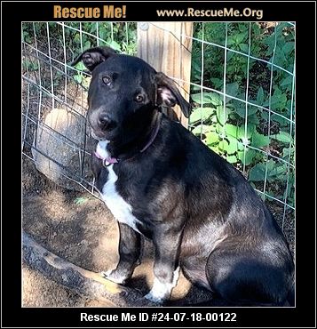 - Colorado Lab Rescue - ADOPTIONS - Rescue Me!