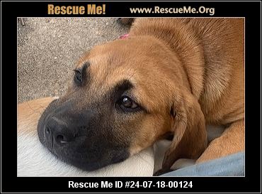 - Colorado Lab Rescue - ADOPTIONS - Rescue Me!