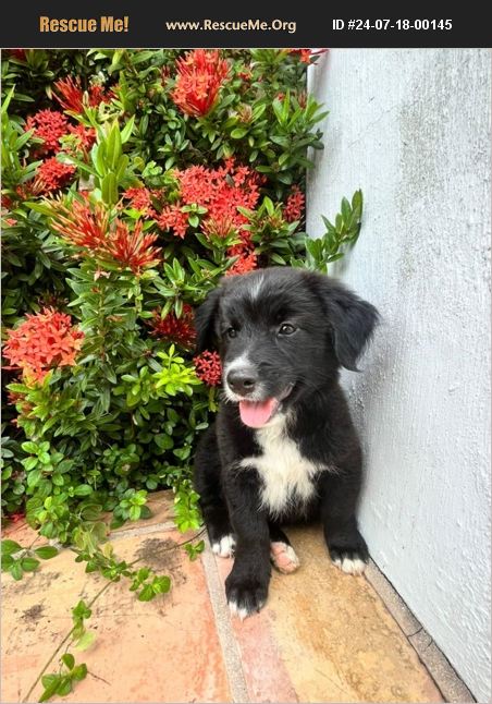 ADOPT 24071800145 ~ Border Collie Rescue ~ Orlando, FL