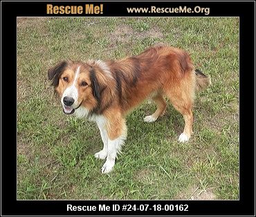 - Missouri Dog Rescue - ADOPTIONS - Rescue Me!