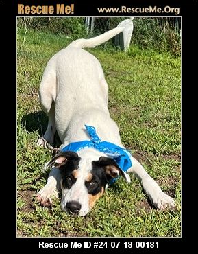 - Minnesota Dog Rescue - ADOPTIONS - Rescue Me!