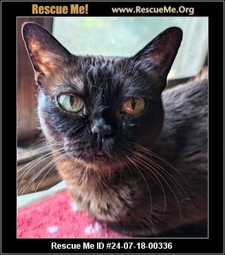 - Wisconsin Cat Rescue - ADOPTIONS - Rescue Me!