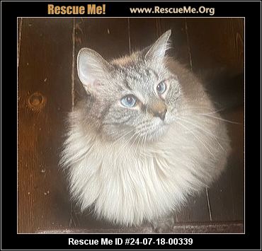 - Wisconsin Cat Rescue - ADOPTIONS - Rescue Me!