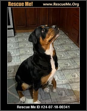 - Texas Rottweiler Rescue - ADOPTIONS - Rescue Me!