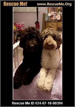 - New York Poodle Rescue - ADOPTIONS - Rescue Me!