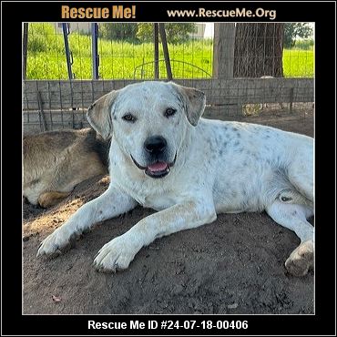 - Oklahoma Dog Rescue - ADOPTIONS - Rescue Me!