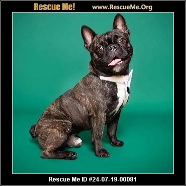 - Florida French Bulldog Rescue - ADOPTIONS - Rescue Me!