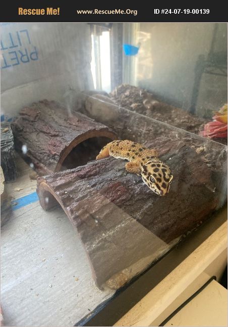 ADOPT 24071900139 ~ Reptile/Amphibian Rescue ~ Brooklyn, NY