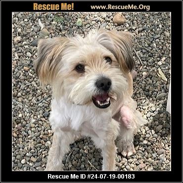 - California Lhasa Apso Rescue - ADOPTIONS - Rescue Me!