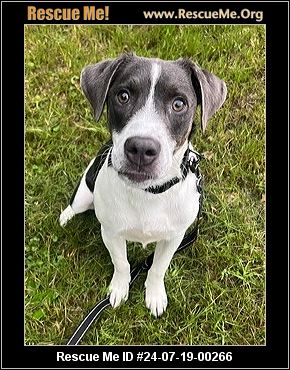 - Wisconsin Dog Rescue - ADOPTIONS - Rescue Me!