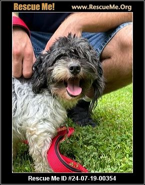 - New York Havanese Rescue - ADOPTIONS - Rescue Me!