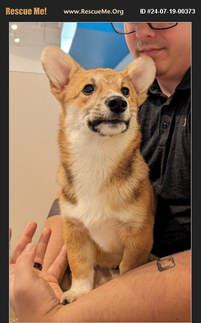 ADOPT 24071900373 ~ Corgi Rescue ~ Tyler, TX