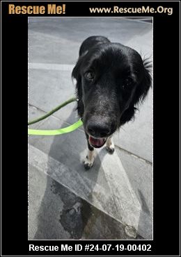 - Oklahoma Dog Rescue - ADOPTIONS - Rescue Me!