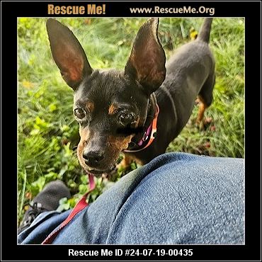 - California Miniature Pinscher Rescue - ADOPTIONS - Rescue Me!