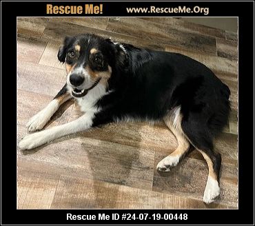 - Texas Australian Shepherd Rescue - ADOPTIONS - Rescue Me!