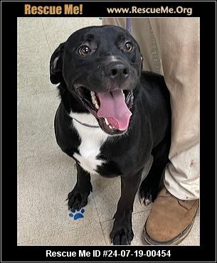 - Georgia Dog Rescue - ADOPTIONS - Rescue Me!