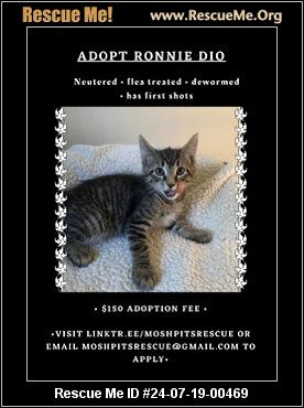 - New York Cat Rescue - ADOPTIONS - Rescue Me!