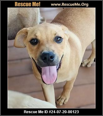 - Vermont Dog Rescue - ADOPTIONS - Rescue Me!